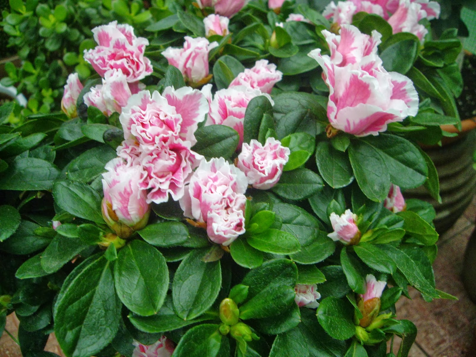 La Mar de VeRde: AZALEA