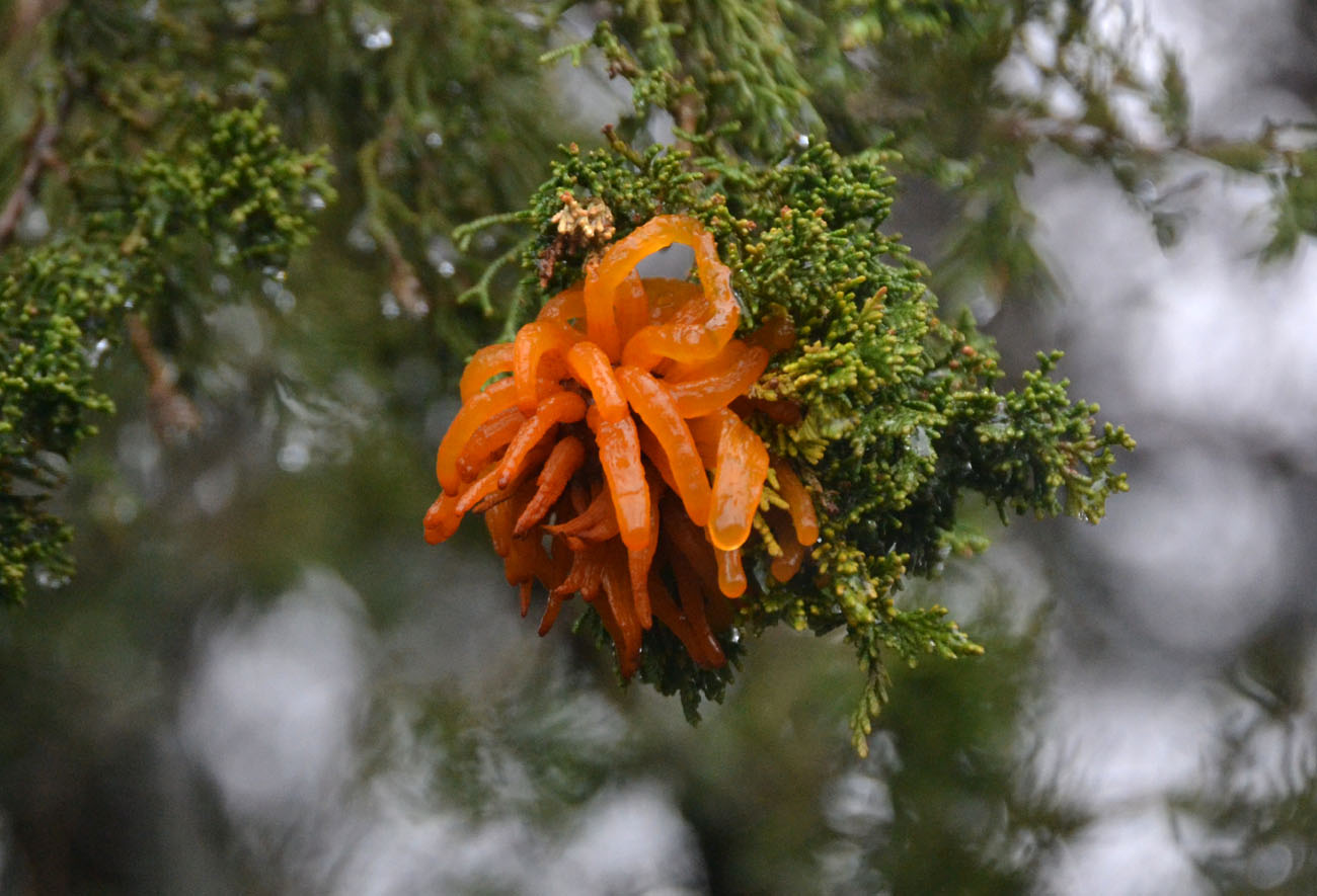 Woods Walks and Wildlife: Red Cedar Alien