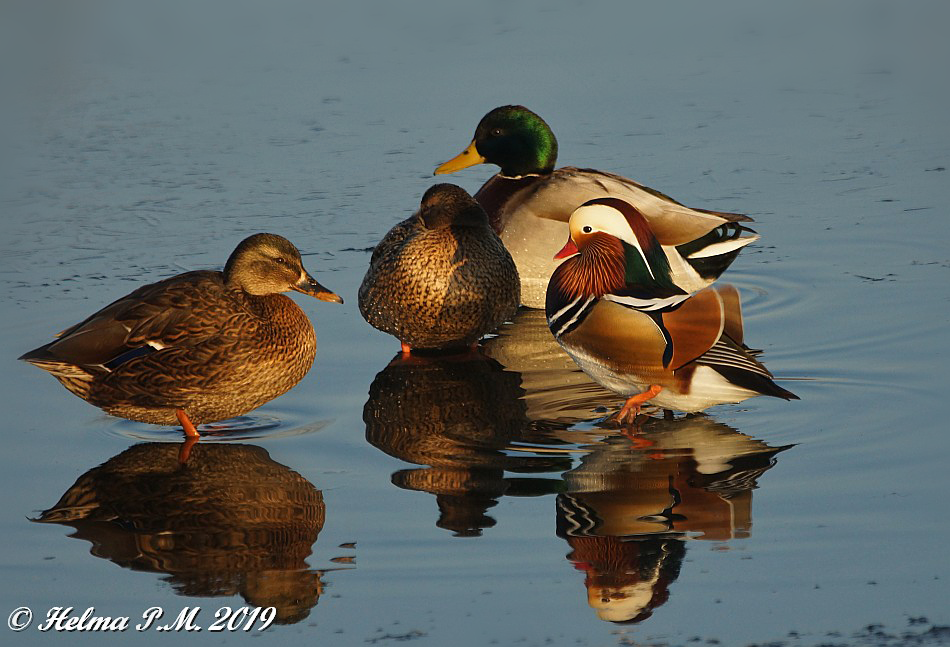 Helma's natuurfoto's: Mandarijneend - Aix galericulata..................