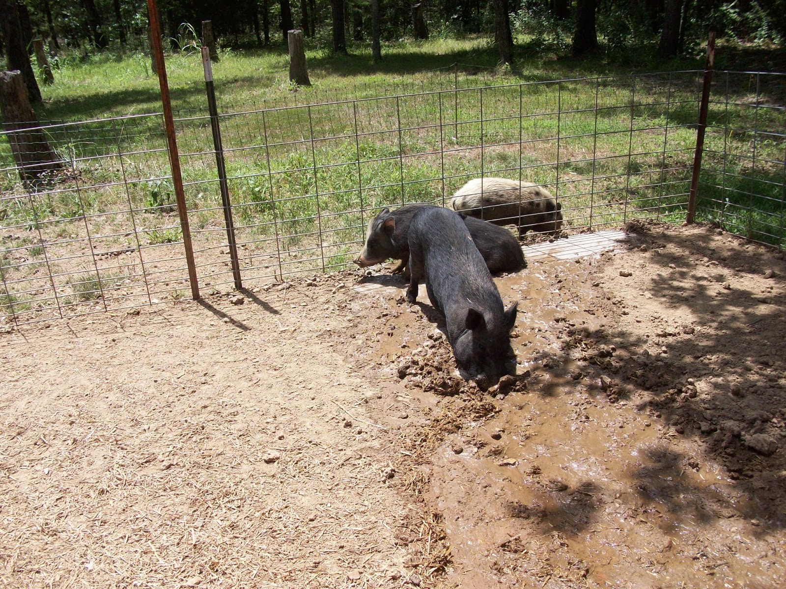 Sweet Pig Farm: Mud Diving Pigs