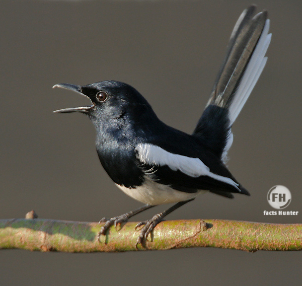 Bird's Lifestyle: Oriental Magpie Robin - National Bird of Bangladesh