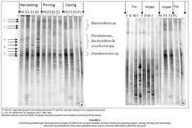 Eye on Costa Rica: DNA tells the Tale of Two Branches of the Coconut Palm