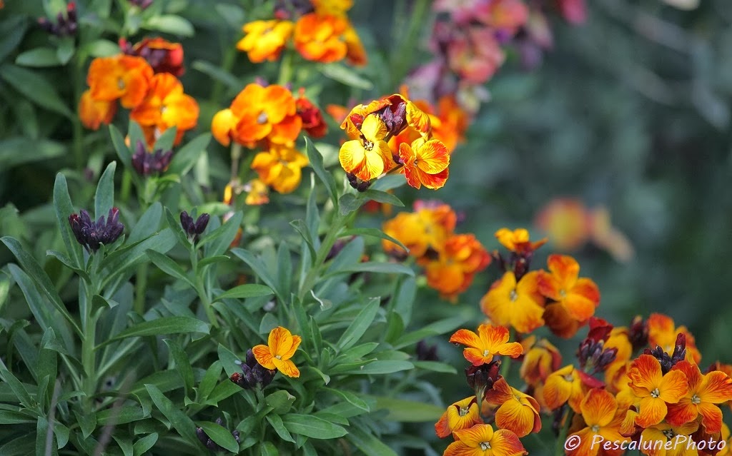 Flore de Camargue: 2013