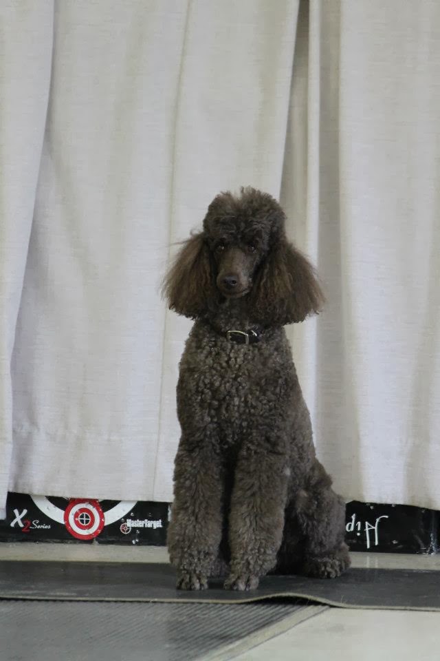 Brown Standard Poodles, British Columbia