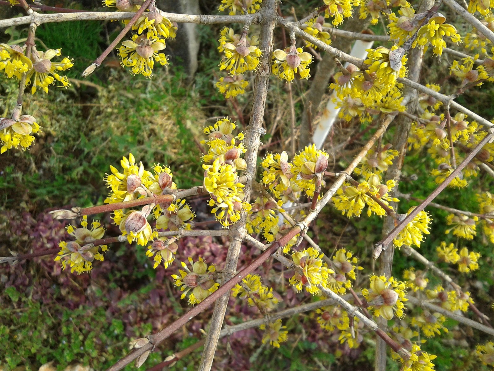 nase voce i povrce: Dren