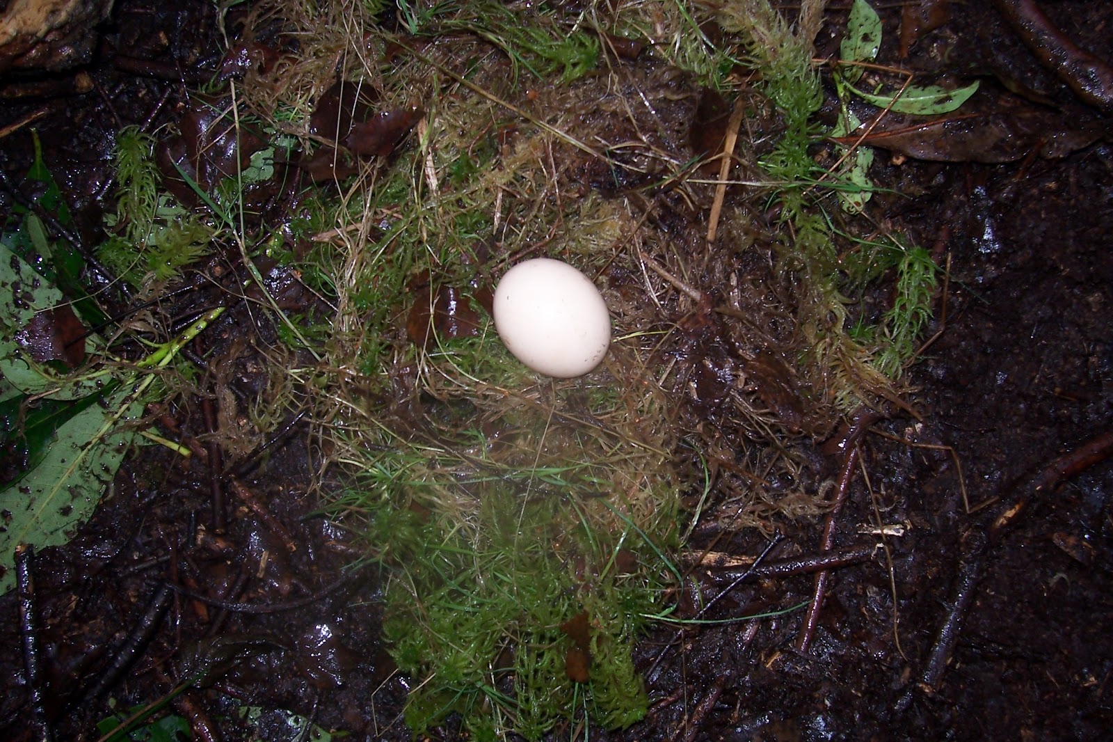BUZZARD BUSHCRAFT: How to boil an egg without water!