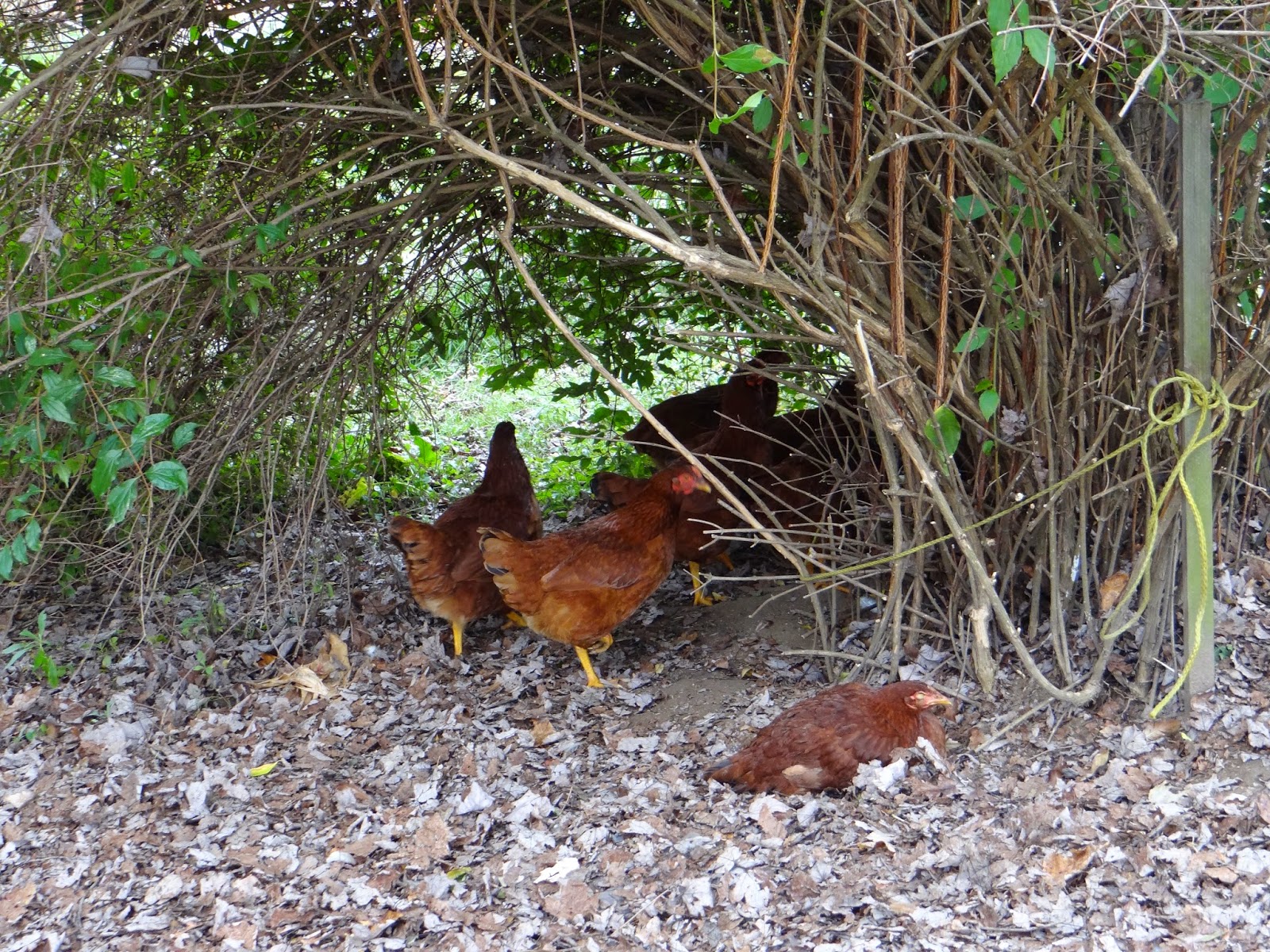 Real Life Living: Barnyard Boredom - Buster Blocks