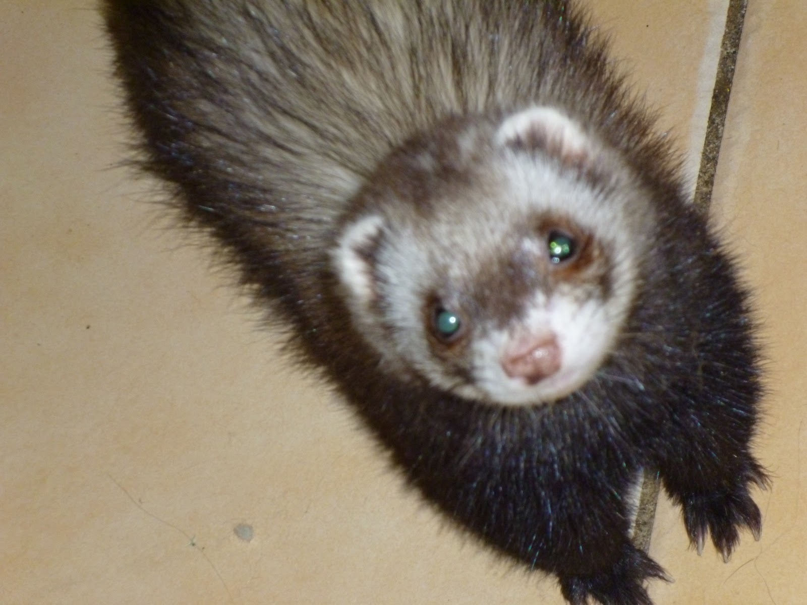 RPGs and Ferrets