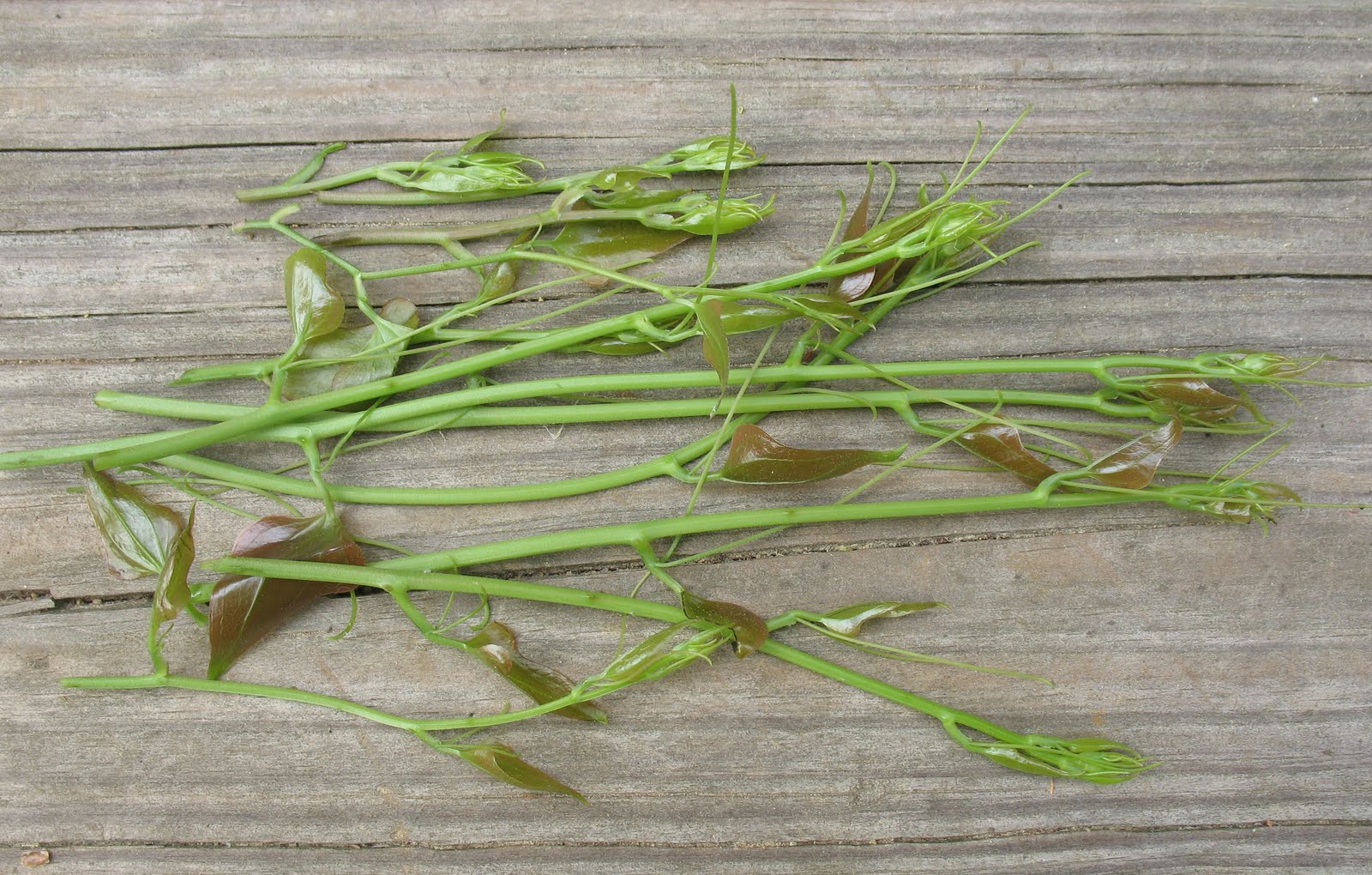 Sensible Survival Edible Wild Plants Green Briar Shoots