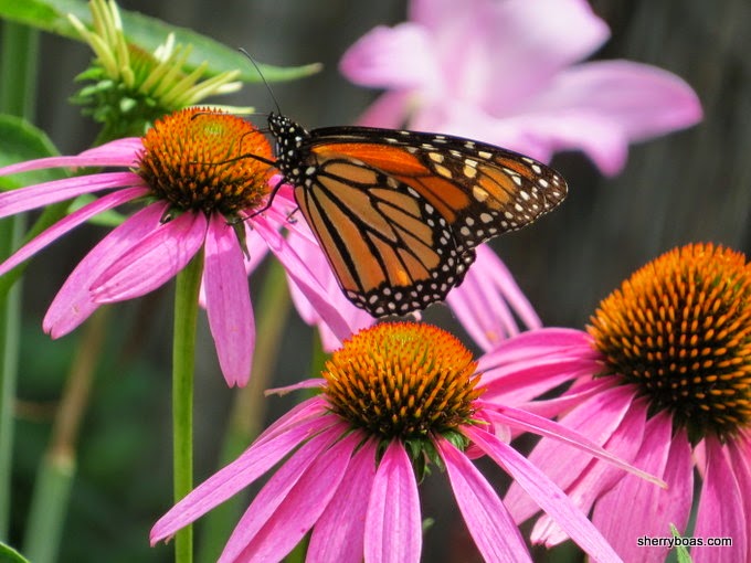 Simply Living: Echinacea flowers attracts monarch butterfly
