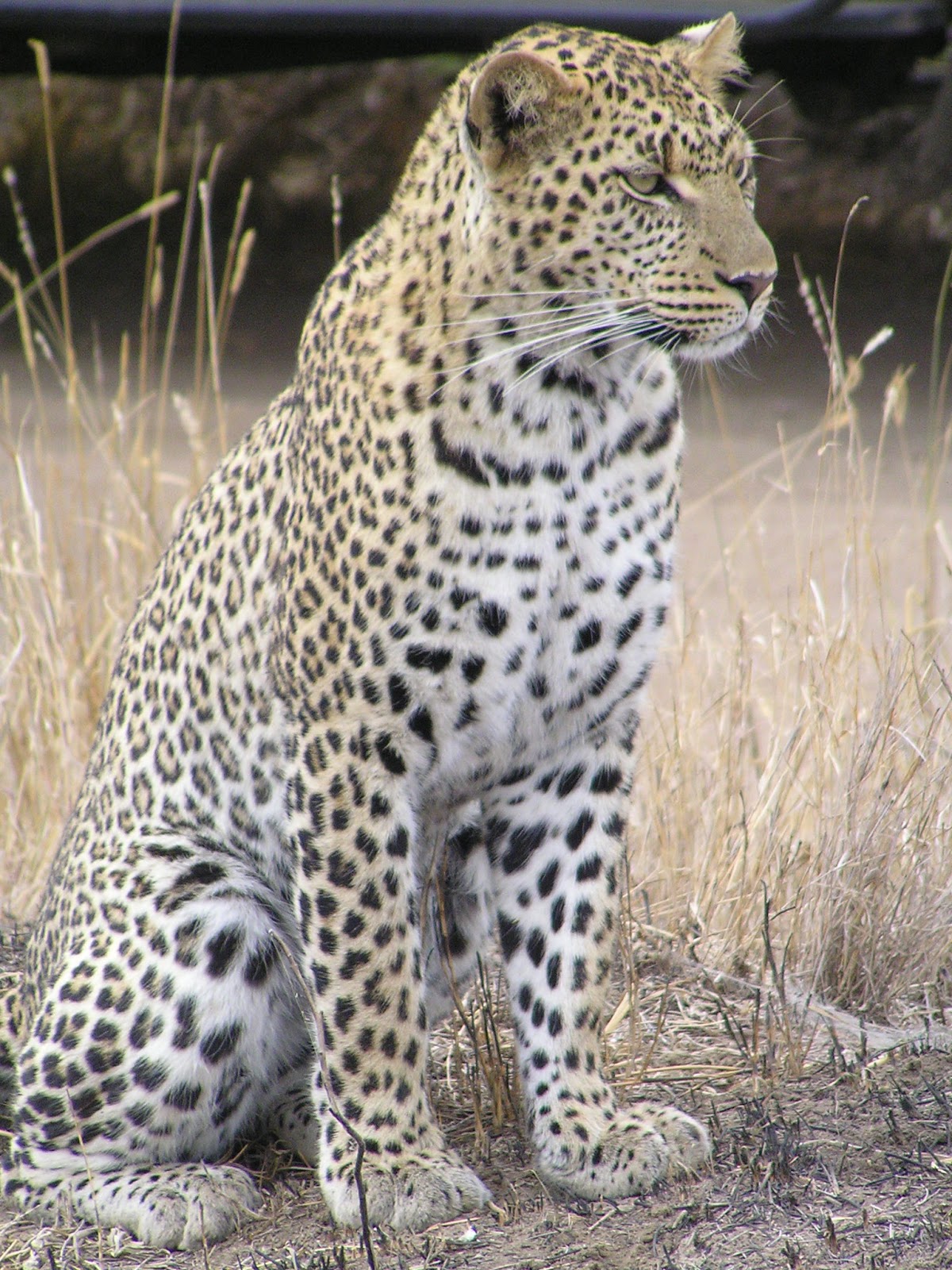 Abe s Animals African Leopard Subspecies abe-s-animals-african-leopard-subspecies