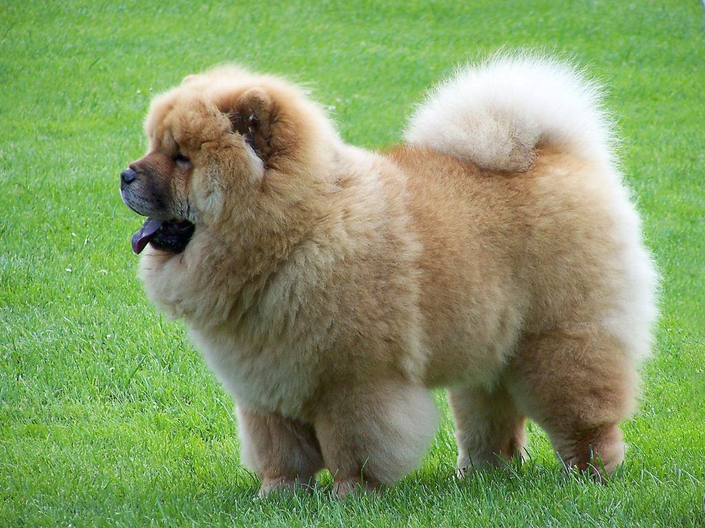 NUNCAJAMAS COCKER: LA LENGUA AZUL DE LOS CHOW CHOW Y MÁS COSAS