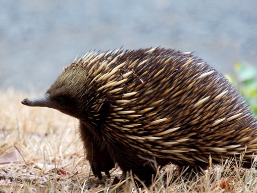 Big Think!: Fauna Tipe Australia