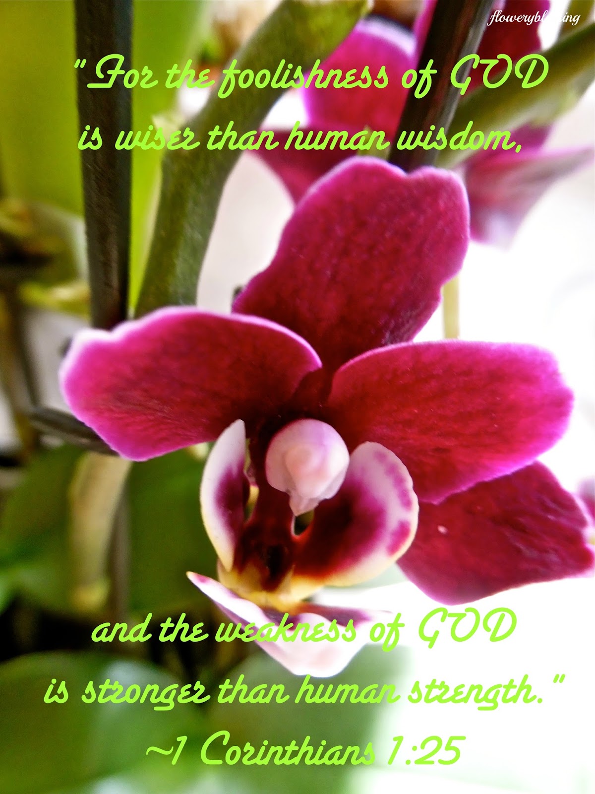 Flowery Blessing: "For the foolishness of GOD is wiser than human ...