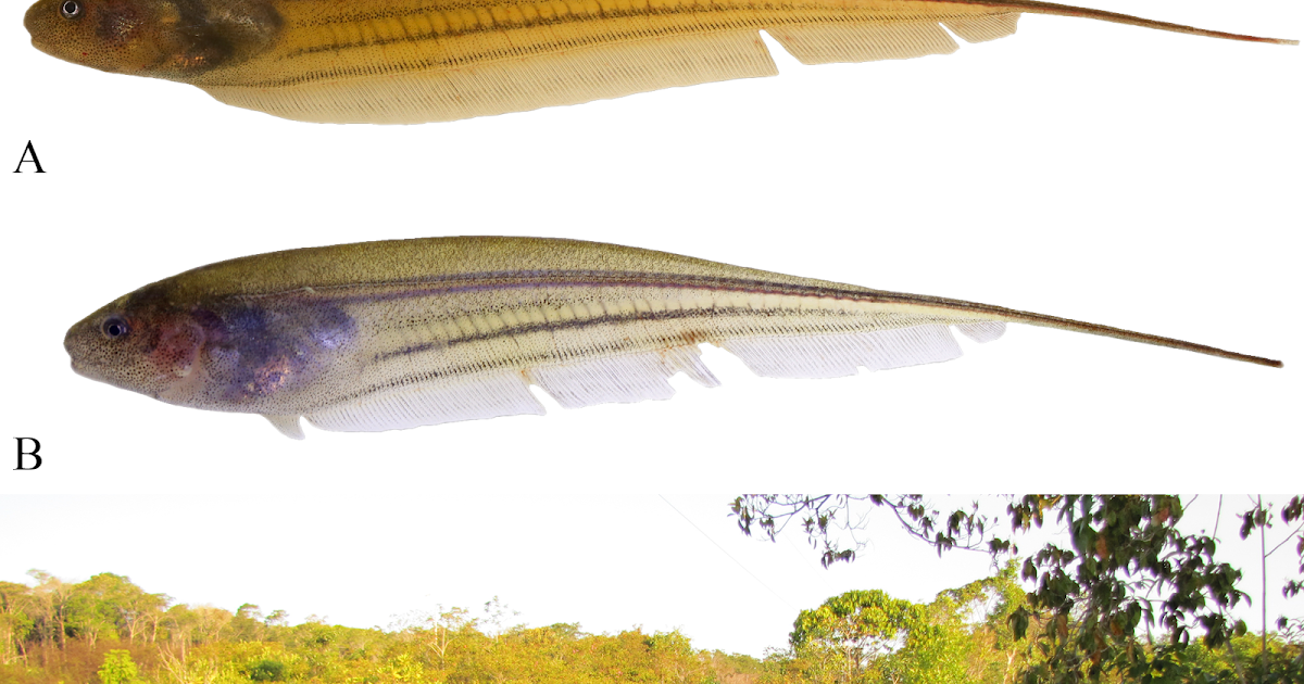 Species New to Science: [Ichthyology • 2019] Eigenmannia sirius • A New ...