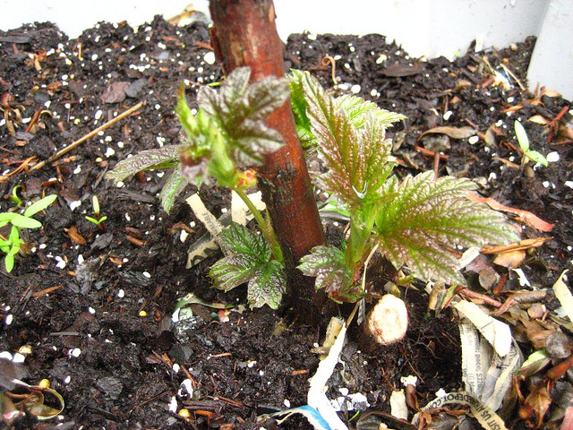 HOW TO GROW RASPBERRIES |The Garden of Eaden