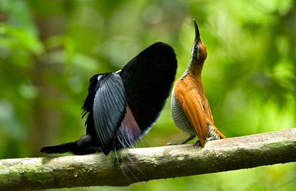 Infounik dan Menarik: Burung surga atau cendrawasih burung yang bisa menari