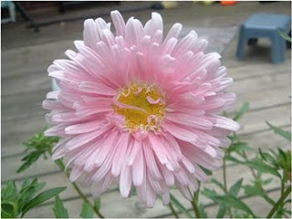 blog milik lia: Makna bunga dengan bulan kelahiran juli-september