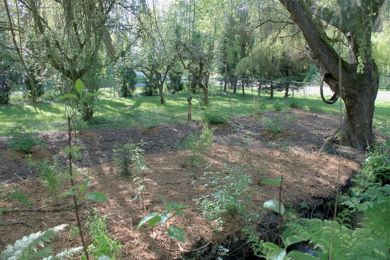 Little Swamp Creek: Streamside planting update