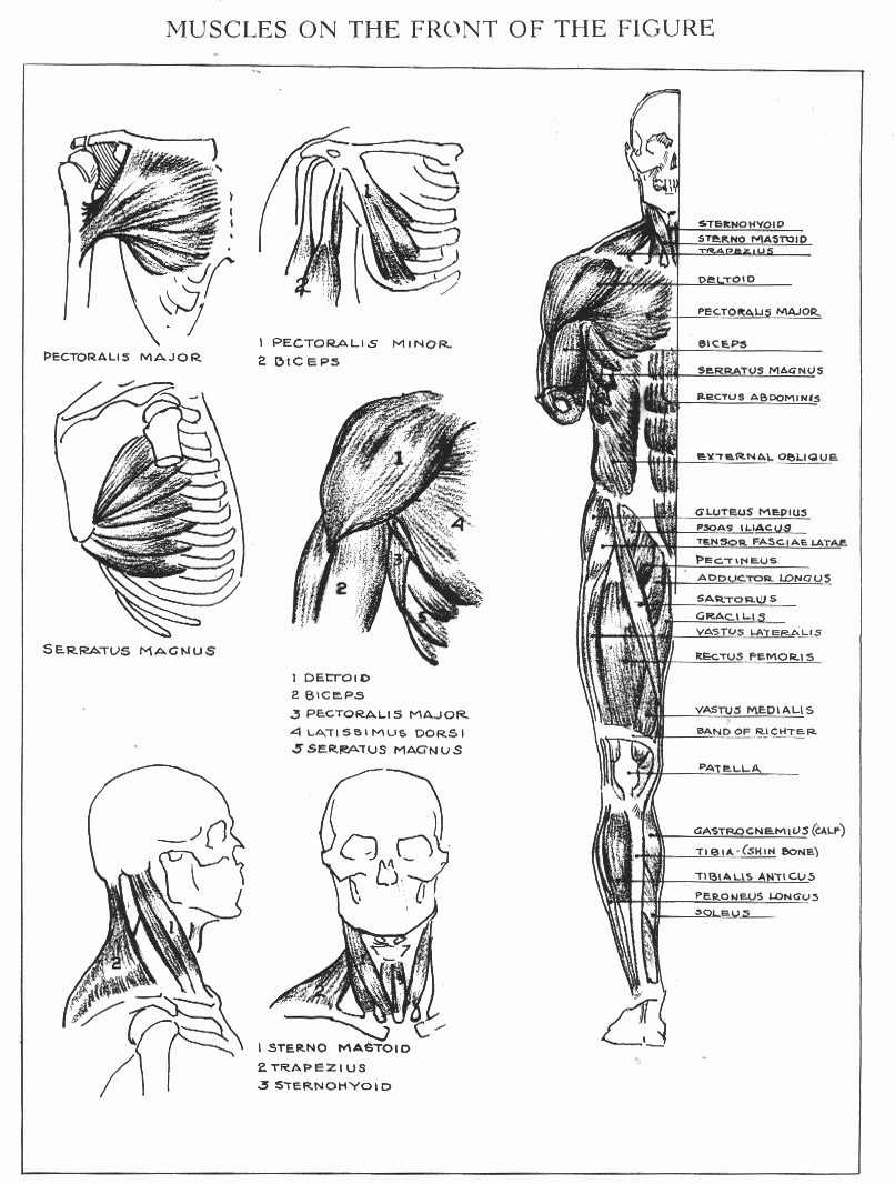 Drawings: BODY PARTS