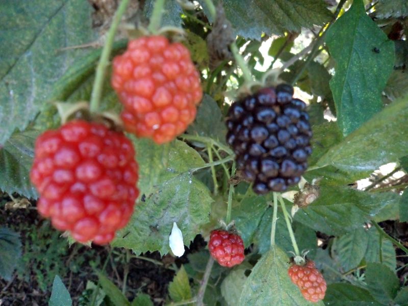 El cuexcomate: El cultivo de la zarzamora (Rubus spp.) en México