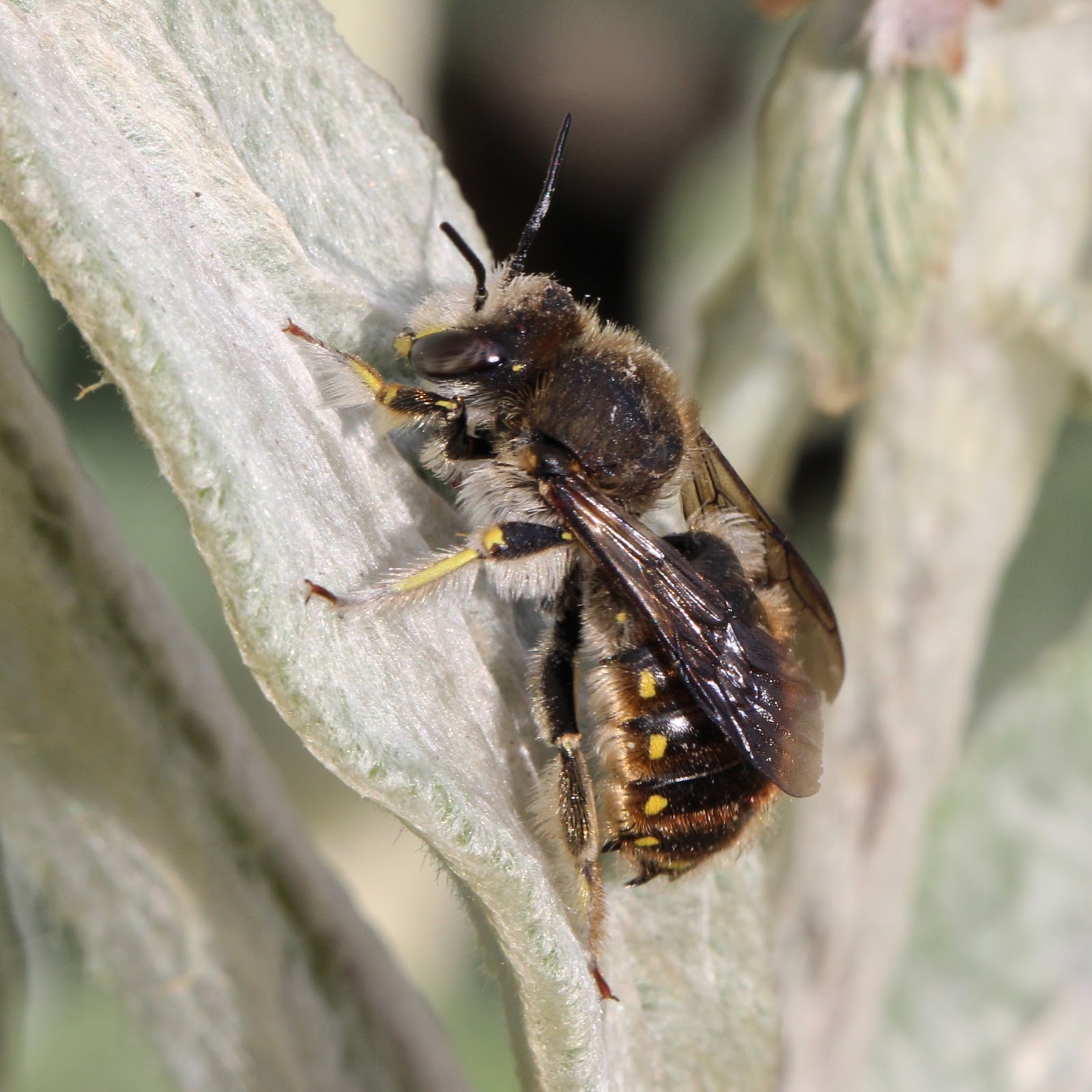 TrogTrogBlog: Bee of the week - Wool-carder bee