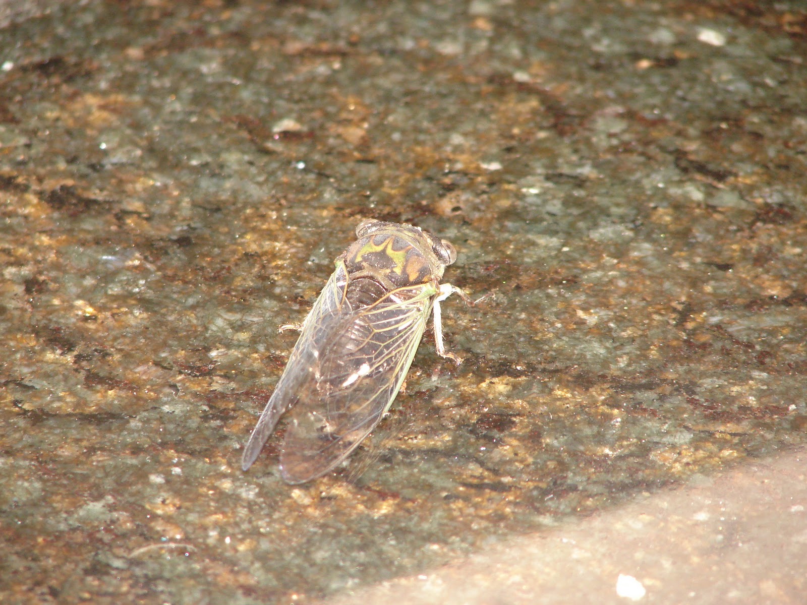 Our Life in Illinois: Insects