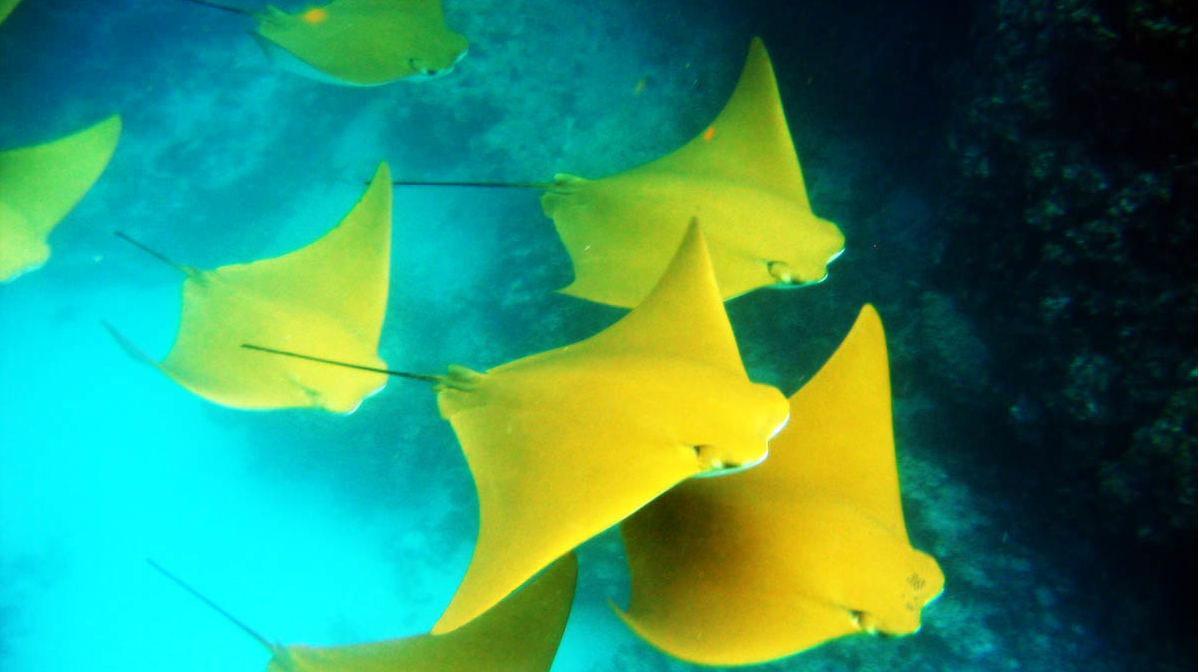 The Amazing World : Cownose Ray Migration (The great ocean migration ...