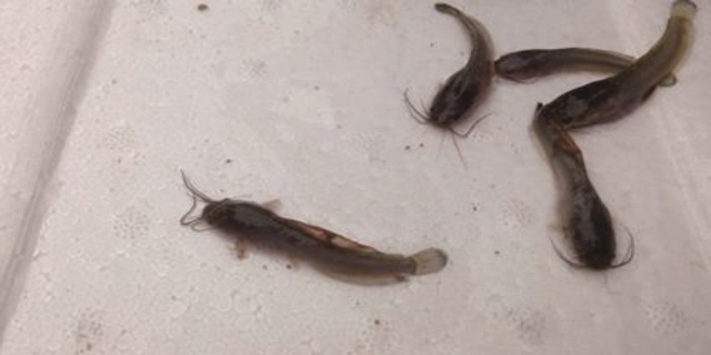 6 hama dan 8 penyakit ikan lele beserta penyembuhannya menurut buku ...