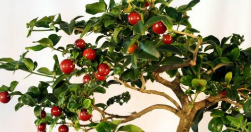 CARA MENANAM BUAH JERUK KINGKIT - BETERNAK DAN MENANAM