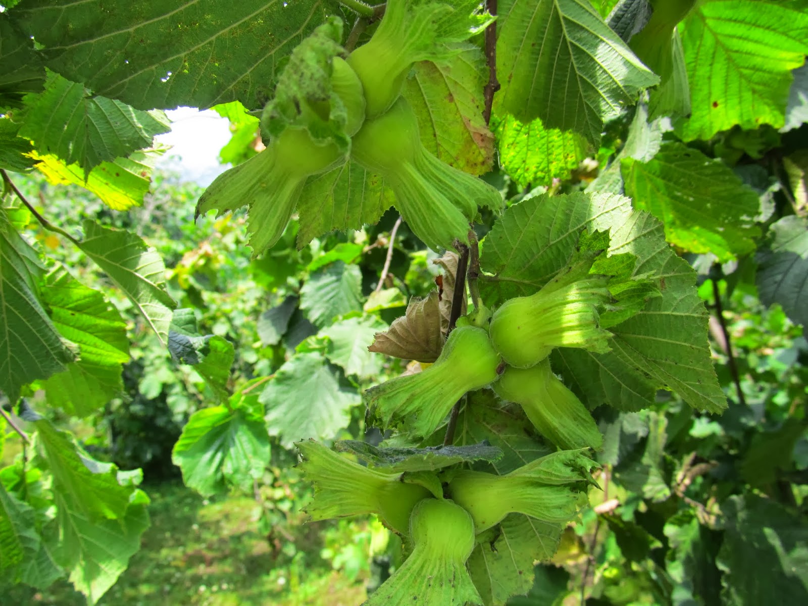 Cittaslow Botanik Park: FINDIK AĞACI ( Corylus )
