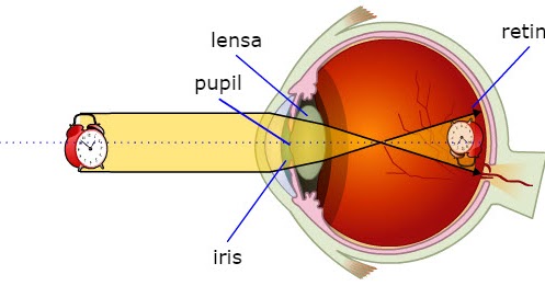 Mengenal Sistem Penglihatan pada Manusia