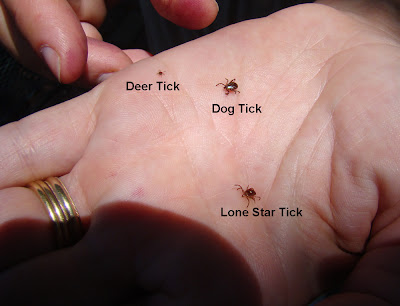 Rurification: Ticks