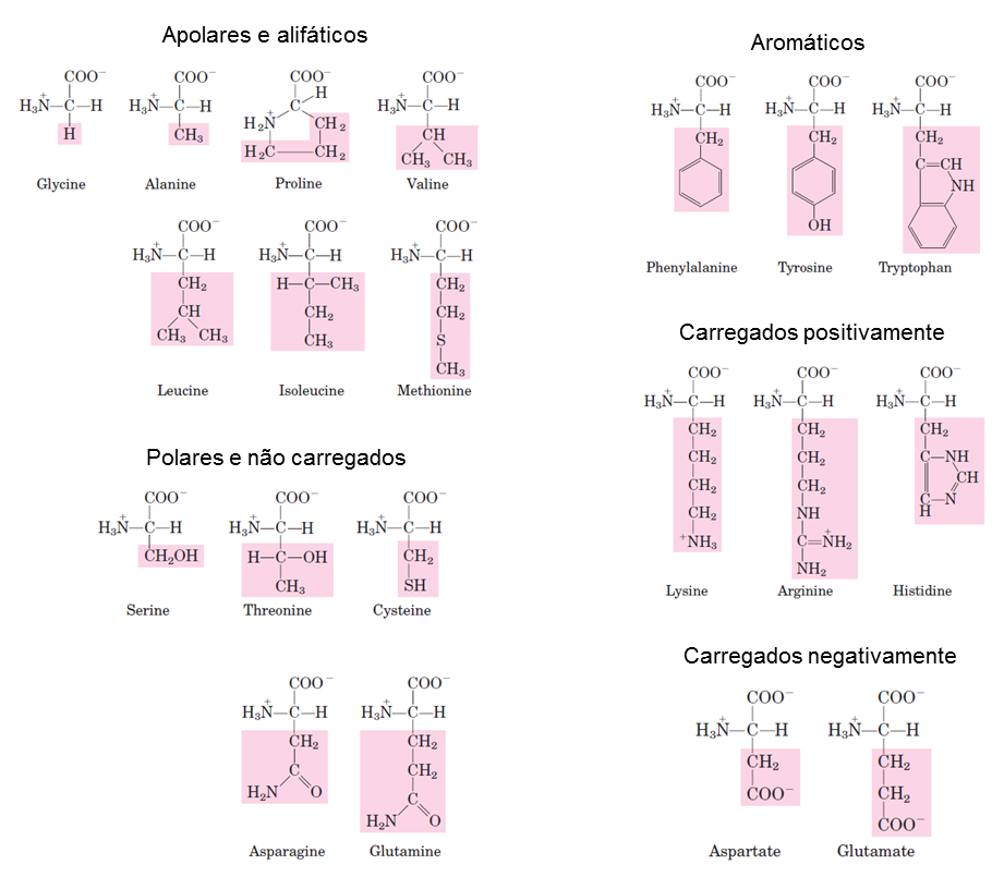 Biociências: Resumo Proteínas