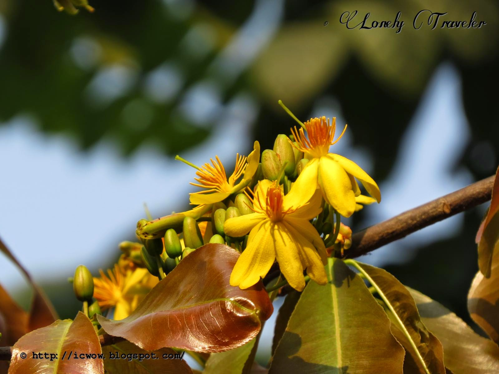 Konok Chapa - Ochna squarrosa