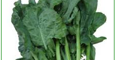 Supplier Sayuran Kailan