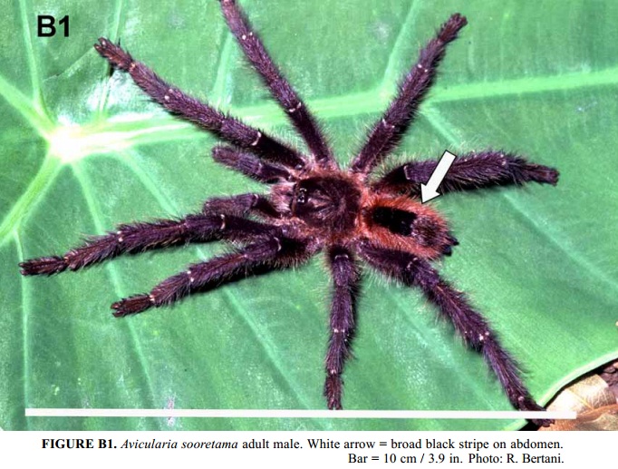 Species New to Science: [Arachnology • 2009] Description of two new ...