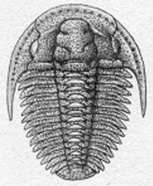 Variety of Life: Ptychoparioidea