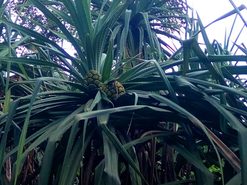 Pandanus tectorius / Vetake - වැටක‍ෙ / Screw pine /Ketaka, Sucikapushpa ...