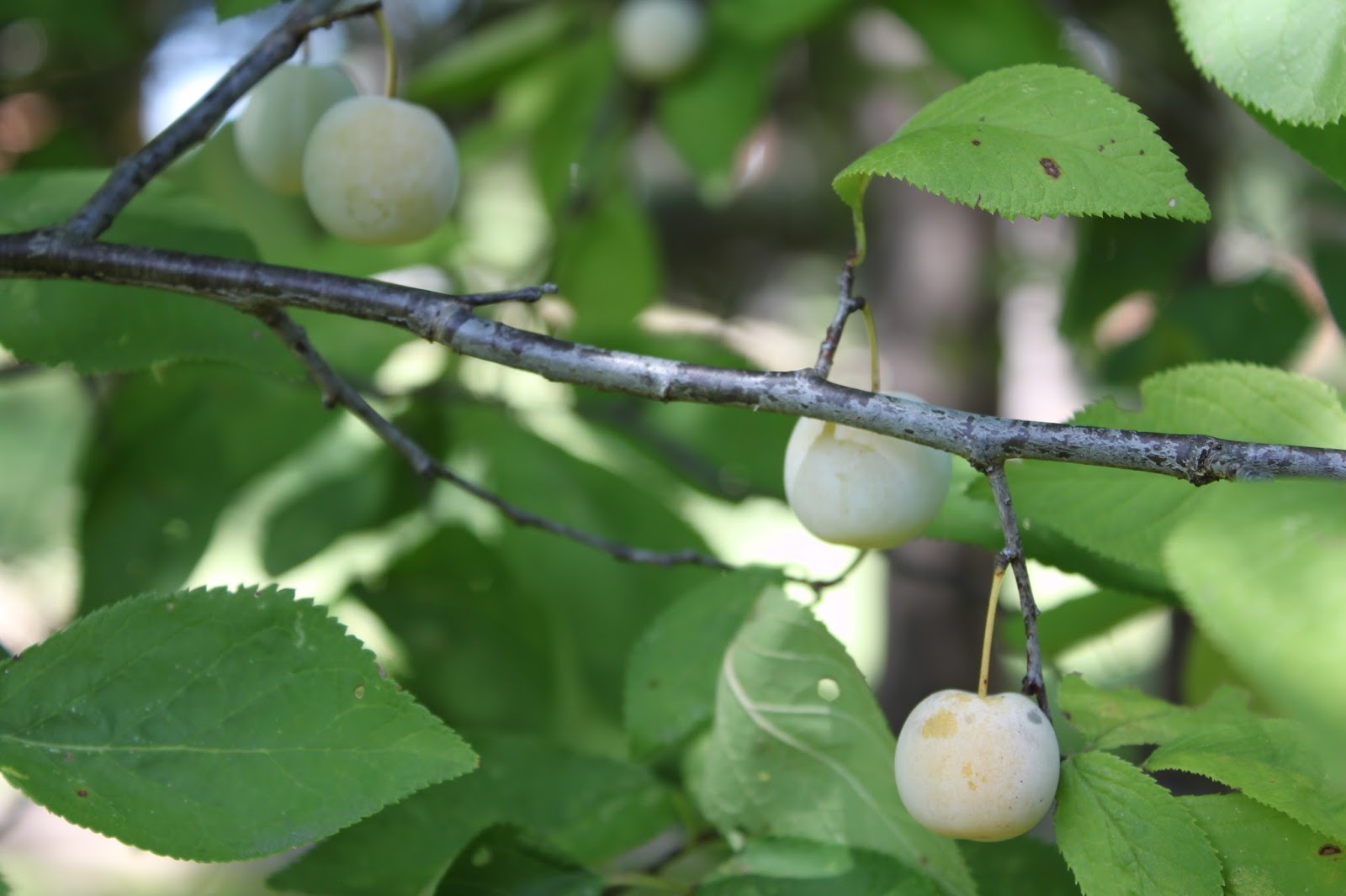 Centenary College Arboretum: Tree of the Week: Mexican Plum (Prunus ...