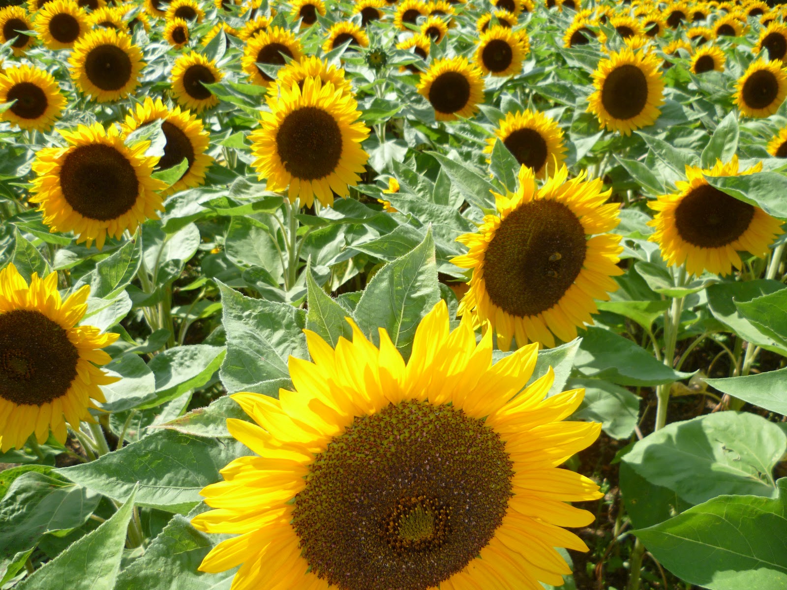 Des Fleurs