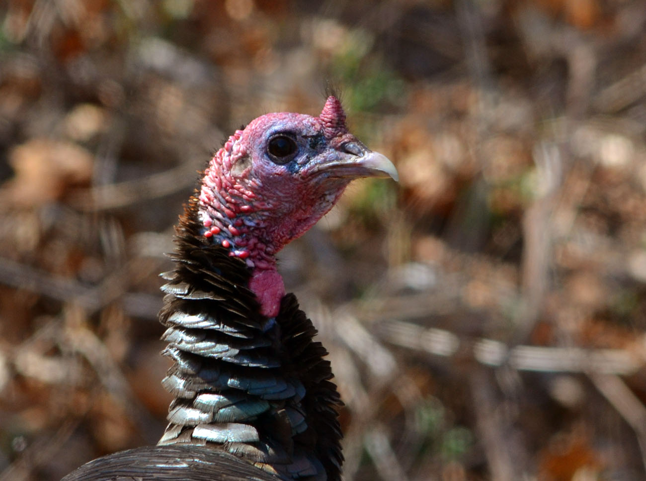 Woods Walks and Wildlife: Blue Water, Blue Sky, and Beautiful (?) Bird ...