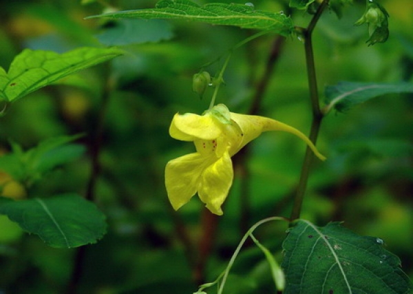Medicina naturii: Plante S