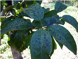 Identificación y control de Capnodium citri, en plantas de Citrus ...