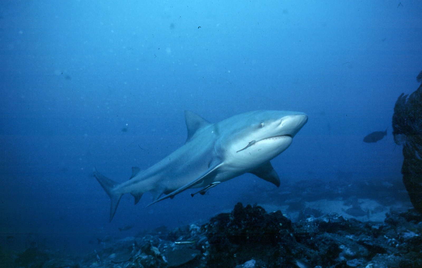 Fishbazar: Bull Shark
