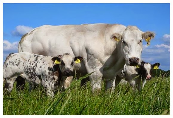 Generalidades de la Ganadería Bovina.: Belgian Blue (Blanco Azul Belga).
