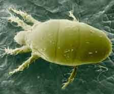 Inilah Hama dan Penyakit Pada Tanaman Bawang Merah Yang Harus ...