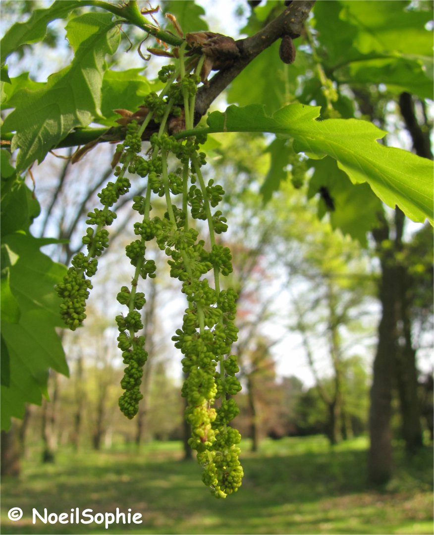 Le n'oeil de Sophie: Fleurs de chêne