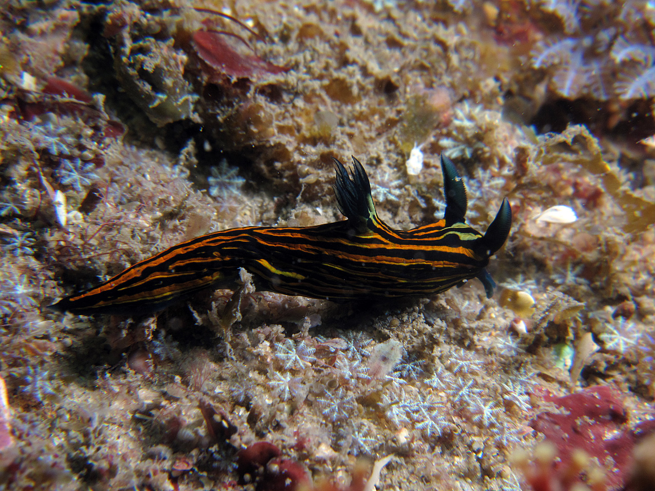 Nudibranchs Species