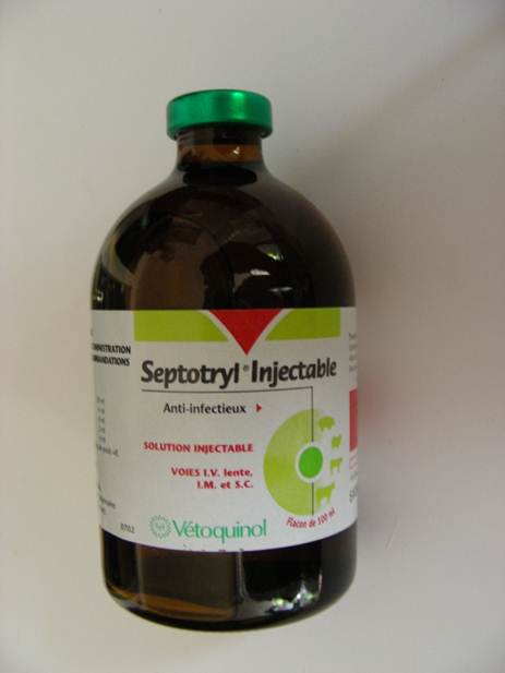 Cambodia Livestock's News and Education : Piglet Care Program - Care of ...